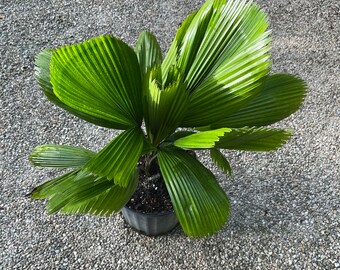 Licuala Grandis - Etsy