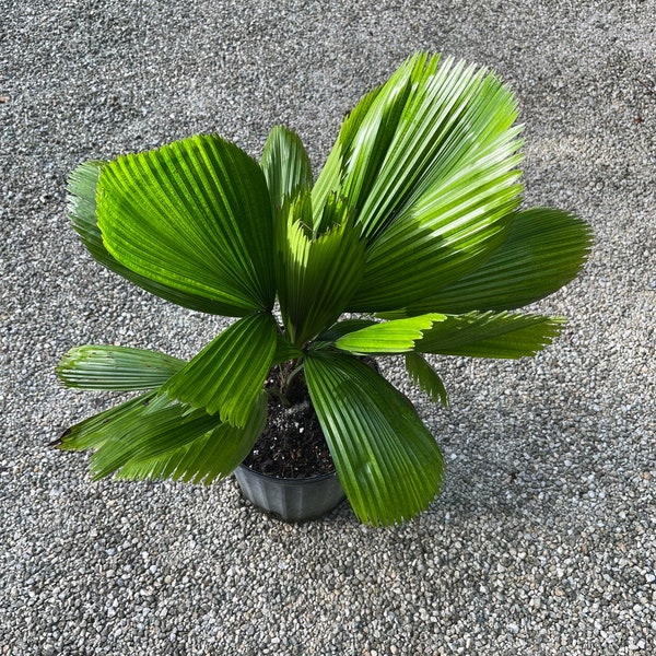 Licuala Grandis - Etsy