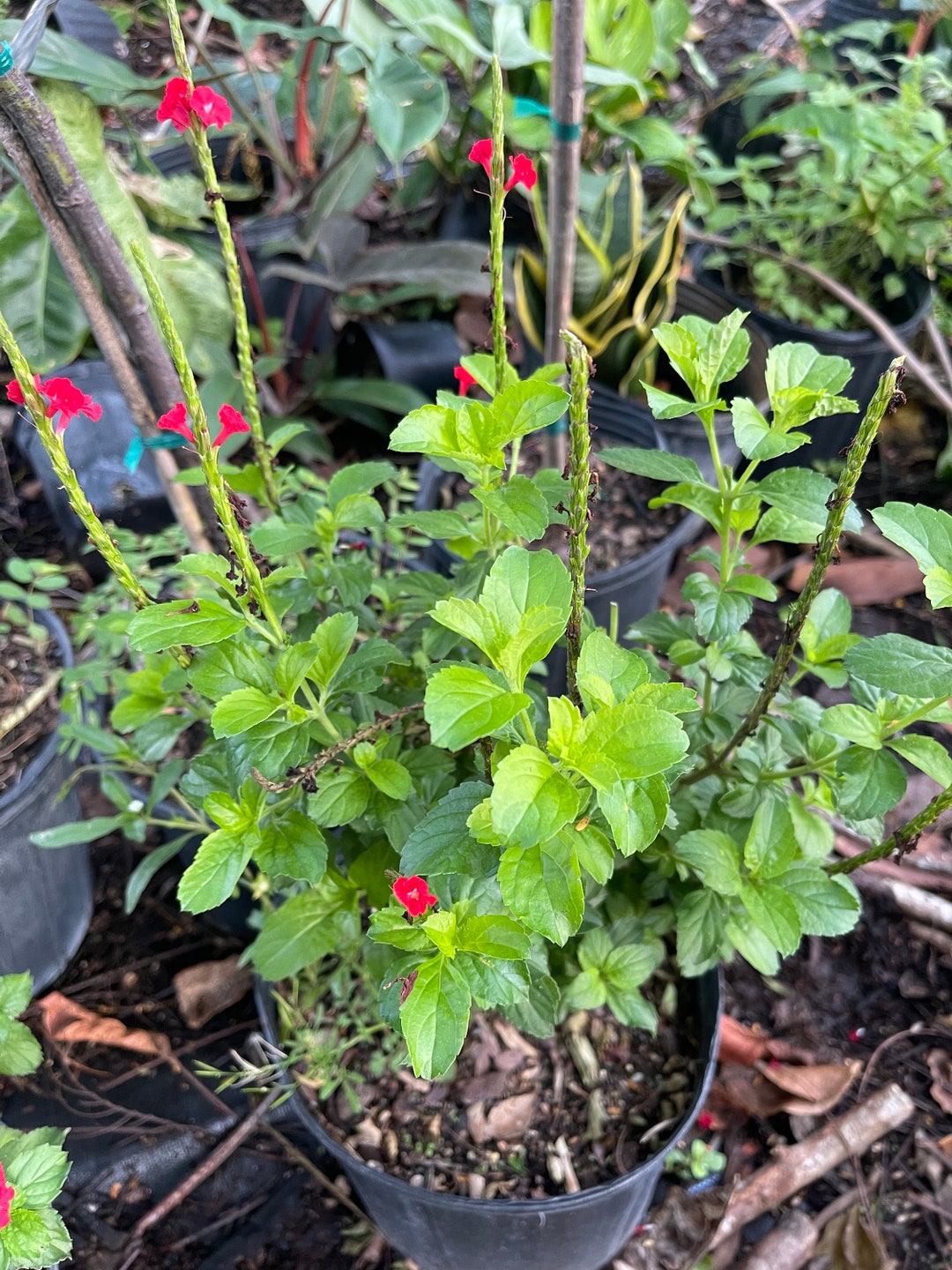 Red Porterweed Bush - Actual Photo (stachytarpheta) - Etsy
