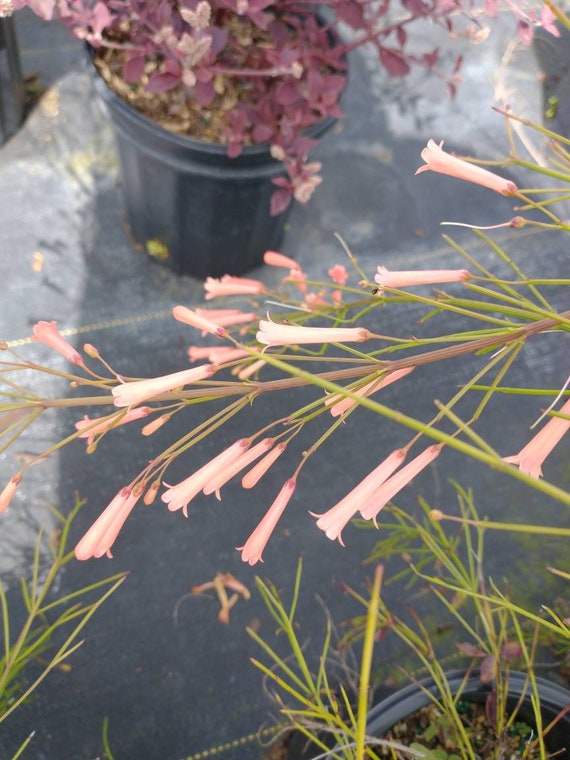 10 Pink Firecracker Plants free Shipping | Etsy