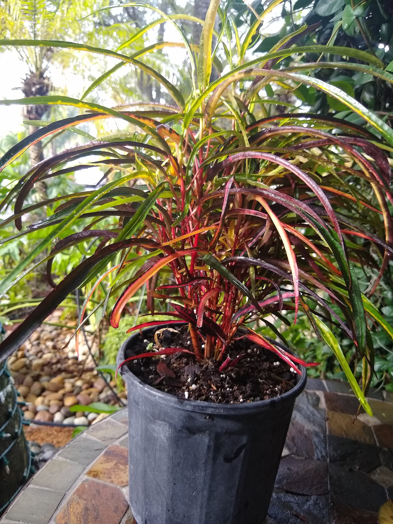 Croton Zanzibar - Etsy