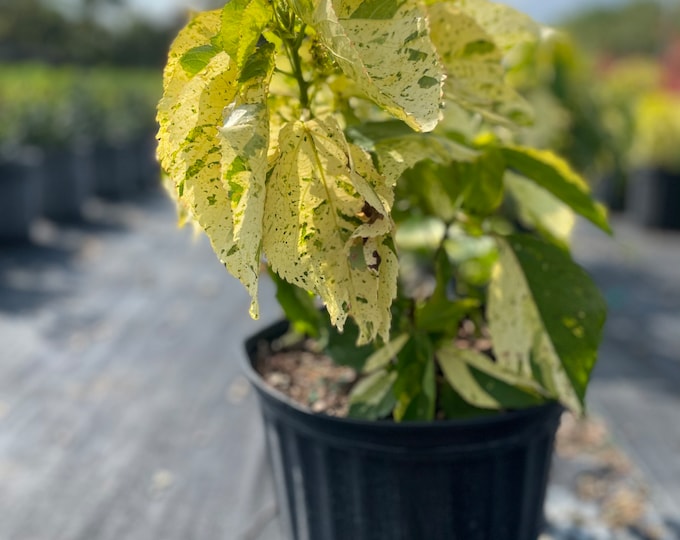 Copper Leaf Plant (acalypha Wilkesiana) - Live Plant Same Day Shipping ...