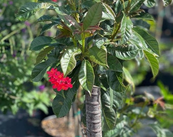 Red Dwarf Jatropha Live Floweringtree Plant Starter Size - Etsy