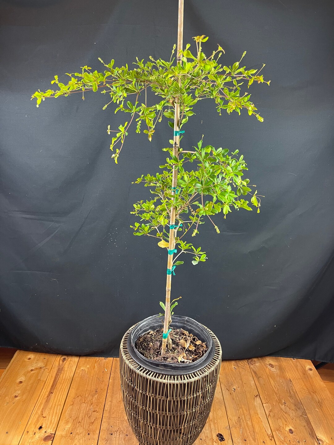 Spiny Black Olive (bucida Molinetti) 2 Feet EXPRESS SHIPPING Included ...