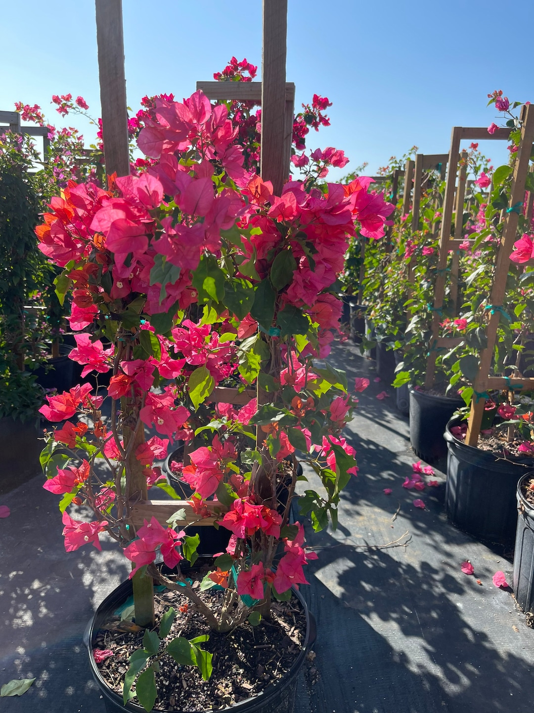 GIANT Red Bougainvillea Trellis Vine EXPRESS SHIPPING Included - Etsy