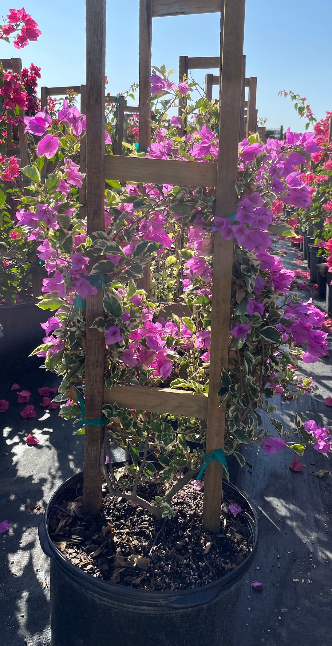 GIANT Variegated Bougainvillea Trellis Vine EXPRESS SHIPPING Included ...