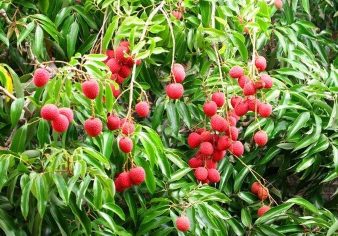 Lychee Mauritius Potted Plant - Etsy