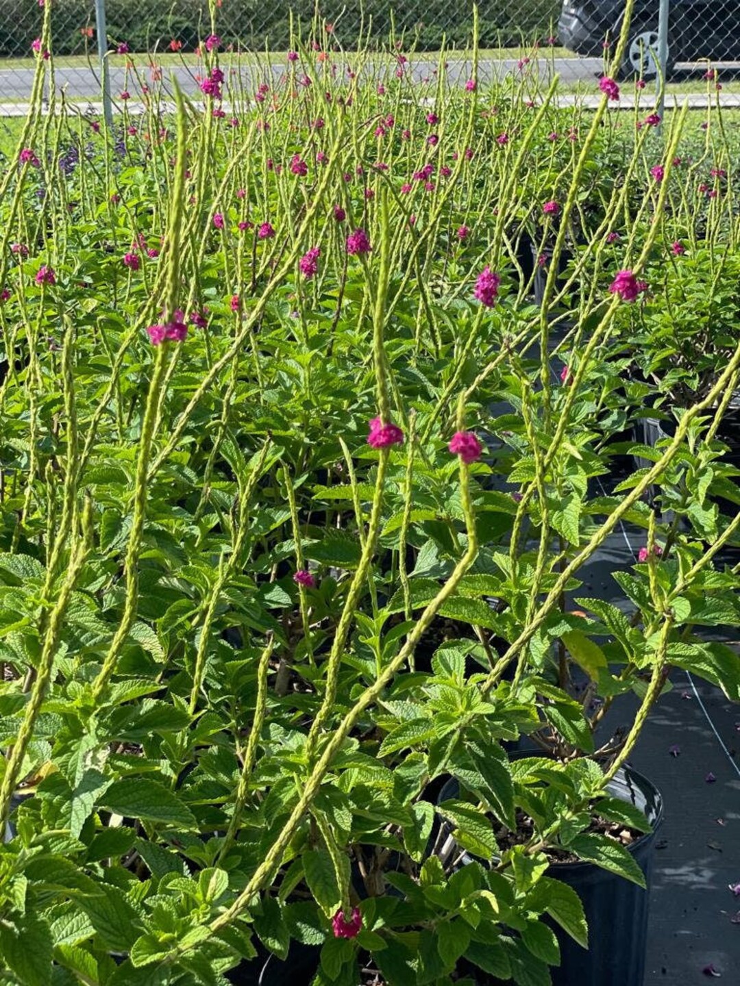Purple Porterweed - Etsy