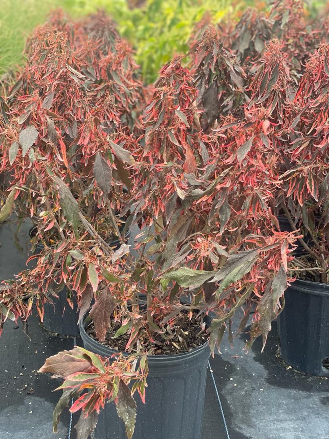 Acalypha Fine Leaf - Etsy