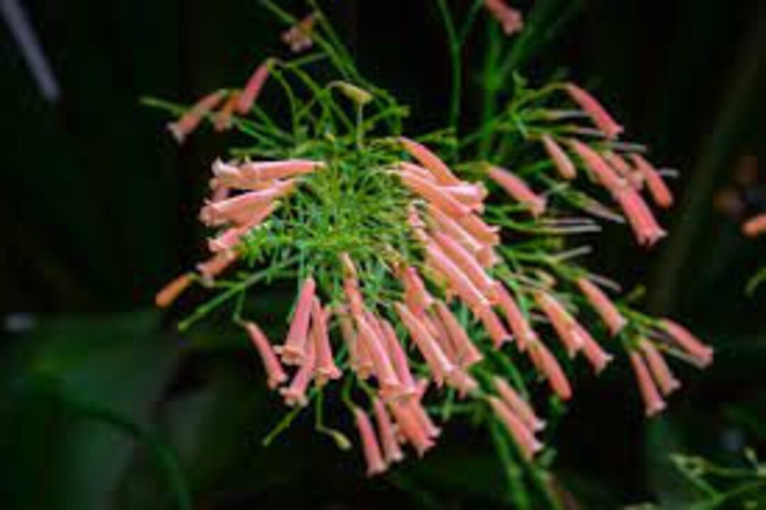 10 Pink Firecracker Plants (free Shipping) - Etsy