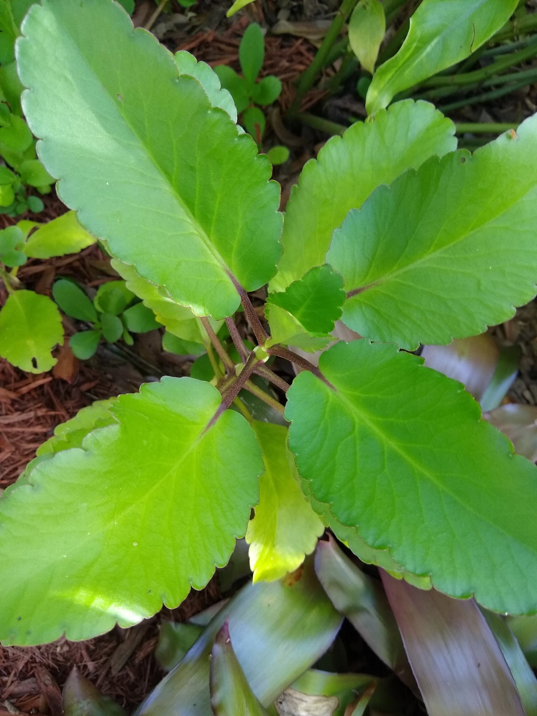 Leaf of Life Plant 3 to 5 Inches - Etsy