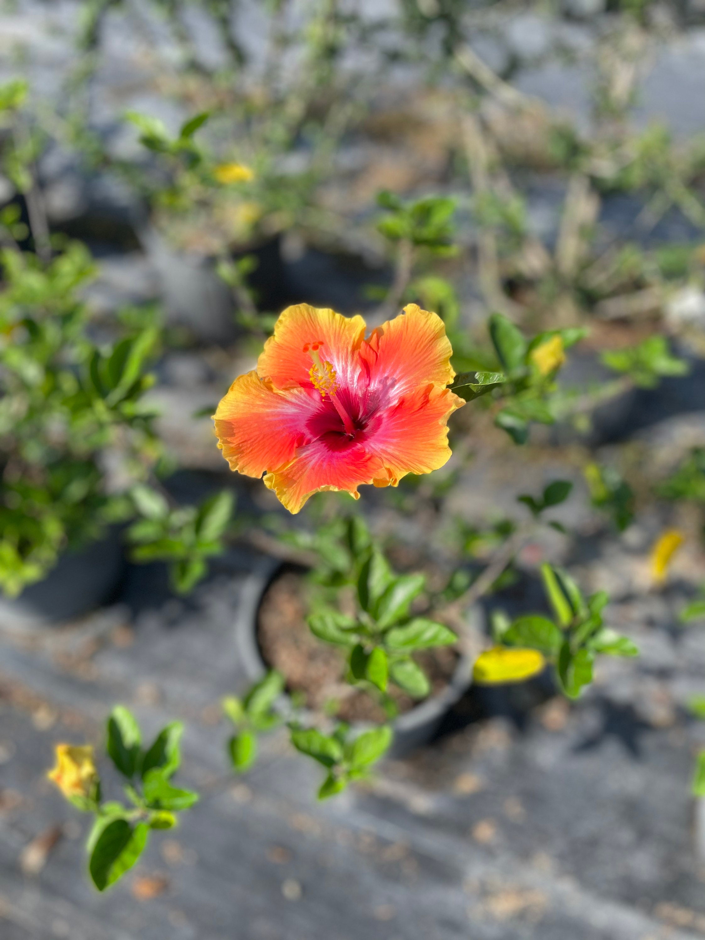 Fiesta Hibiscus Plant - Etsy