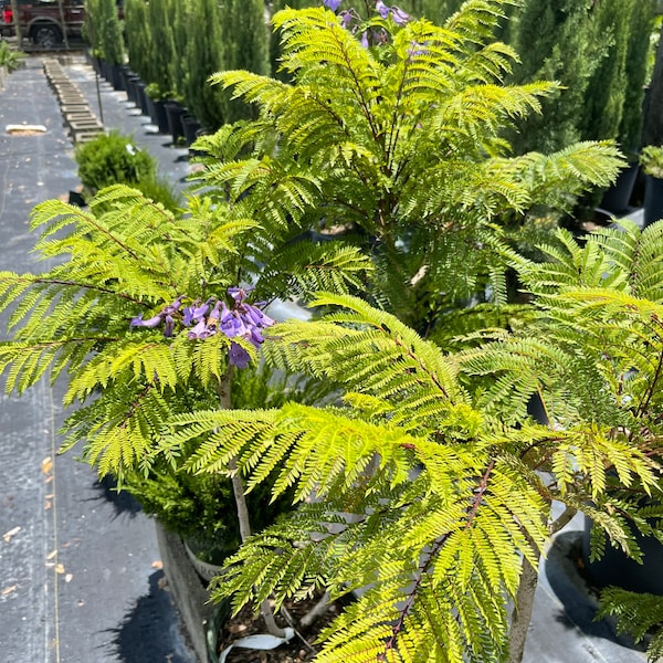 Dwarf Jacaranda Tree - Etsy