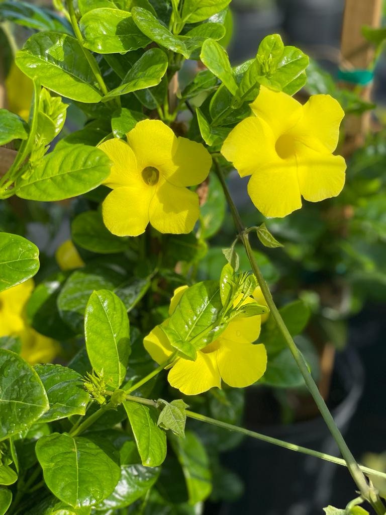 Yellow Mandevilla Vine trellis Etsy UK