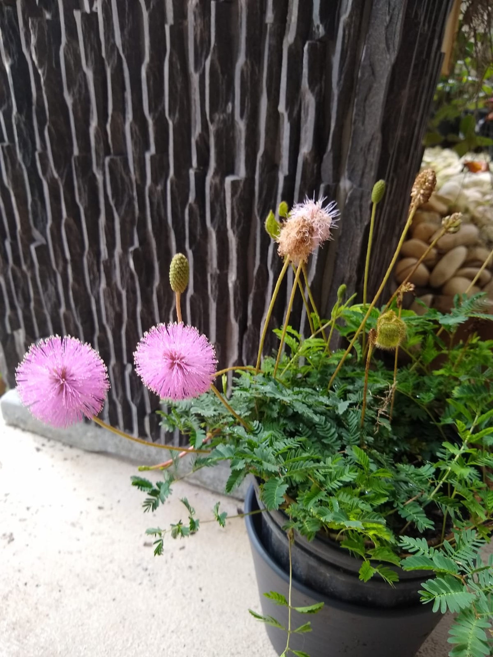 10 Pink Powder Puff Plants - Dwarf Mimosas - Etsy