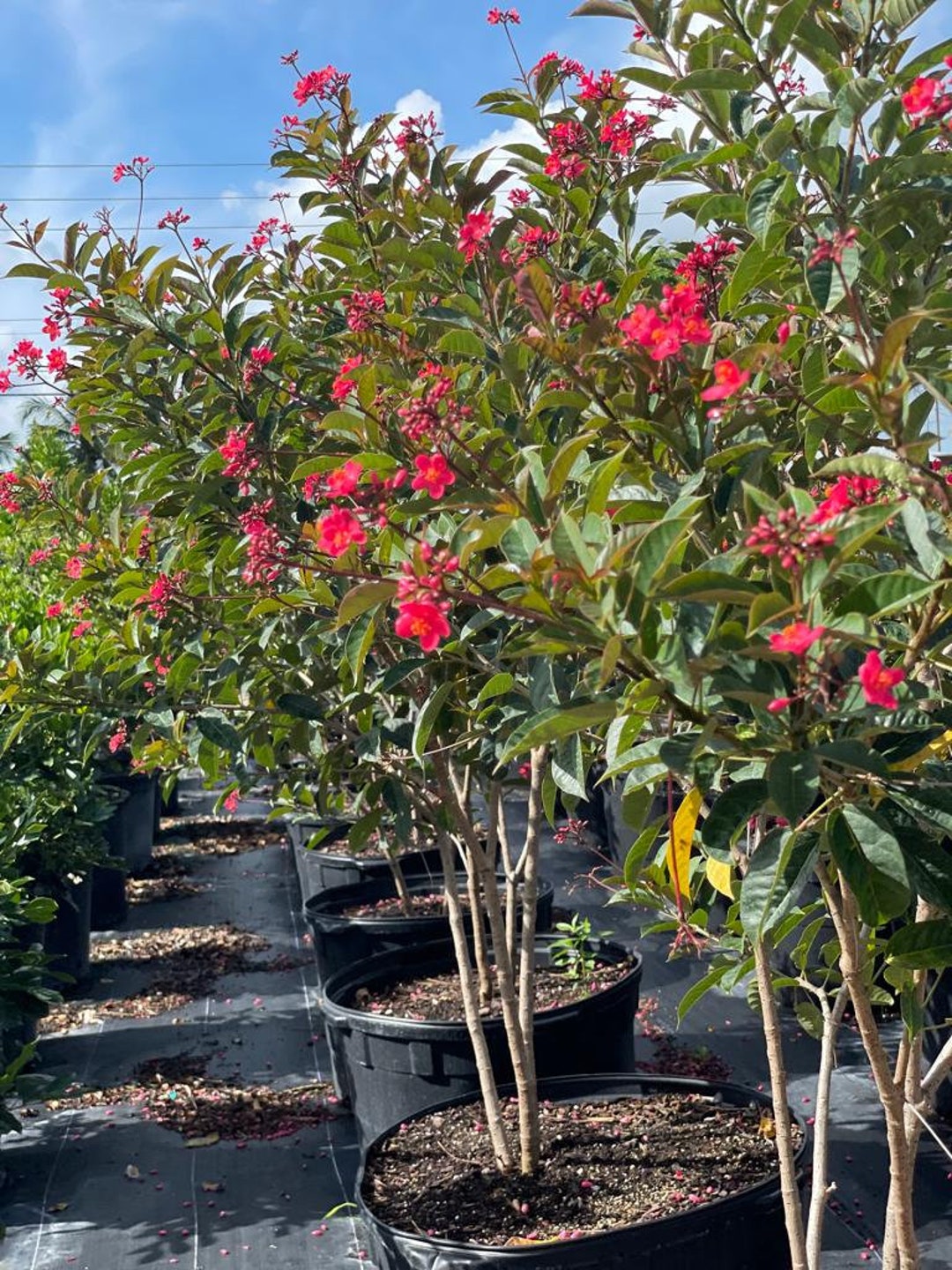 Red Jatropha Florida Buyers Only - Etsy