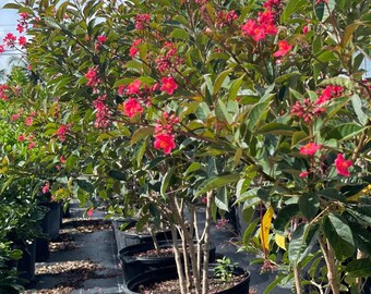 Standard Jatropha - Etsy