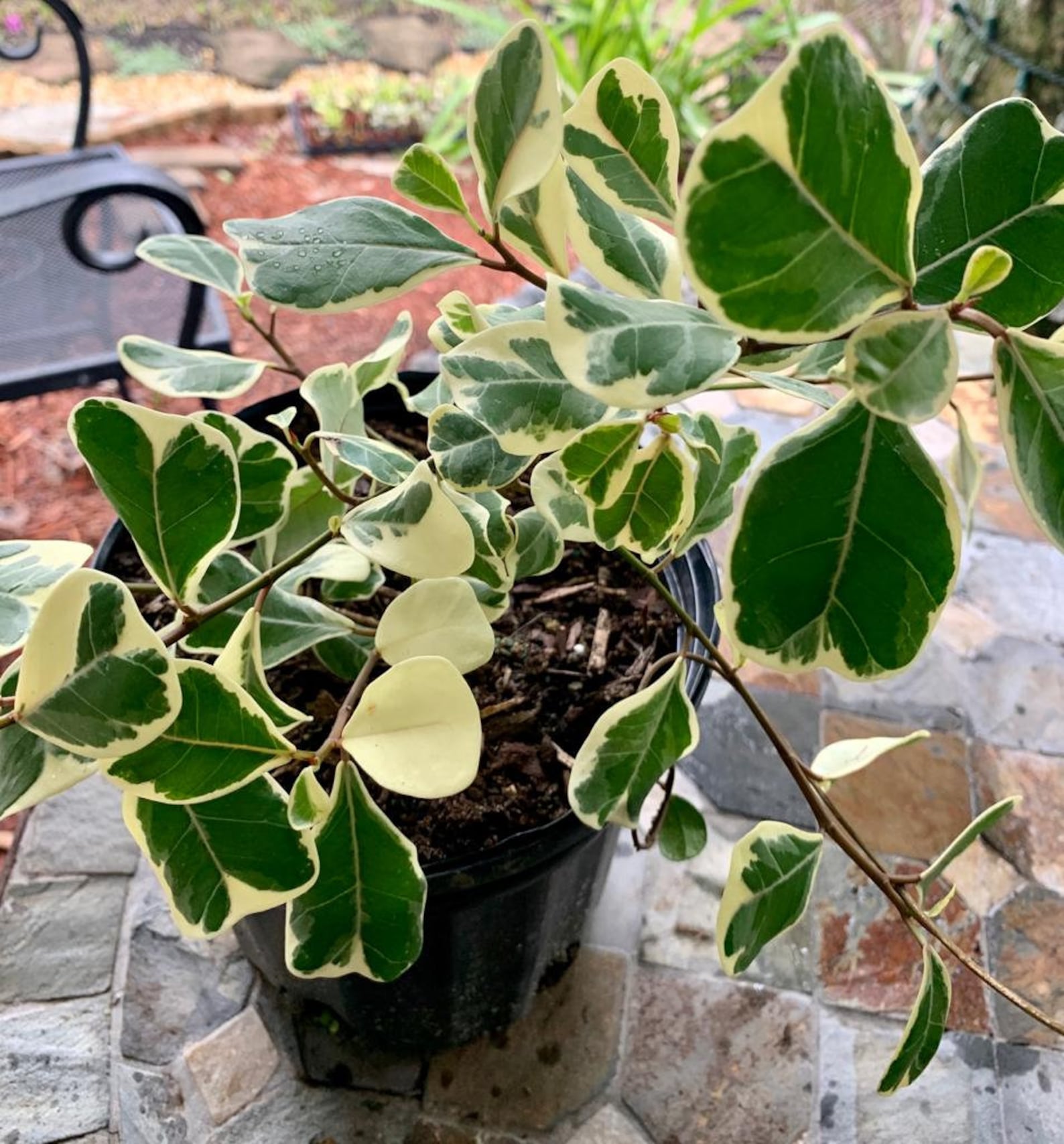 Variegated Ficus Triangularis - Etsy