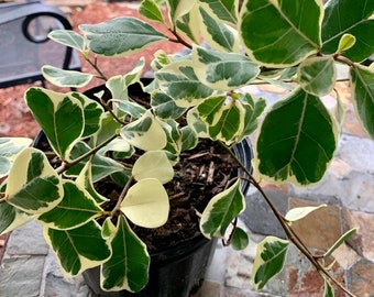Variegated Ficus Triangularis Triangle Ficus Triangle Fig Triangle Leaf ...