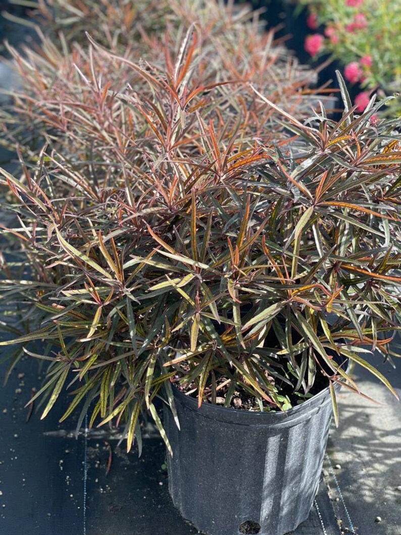 Terminalia Bentzoe Plant - Etsy