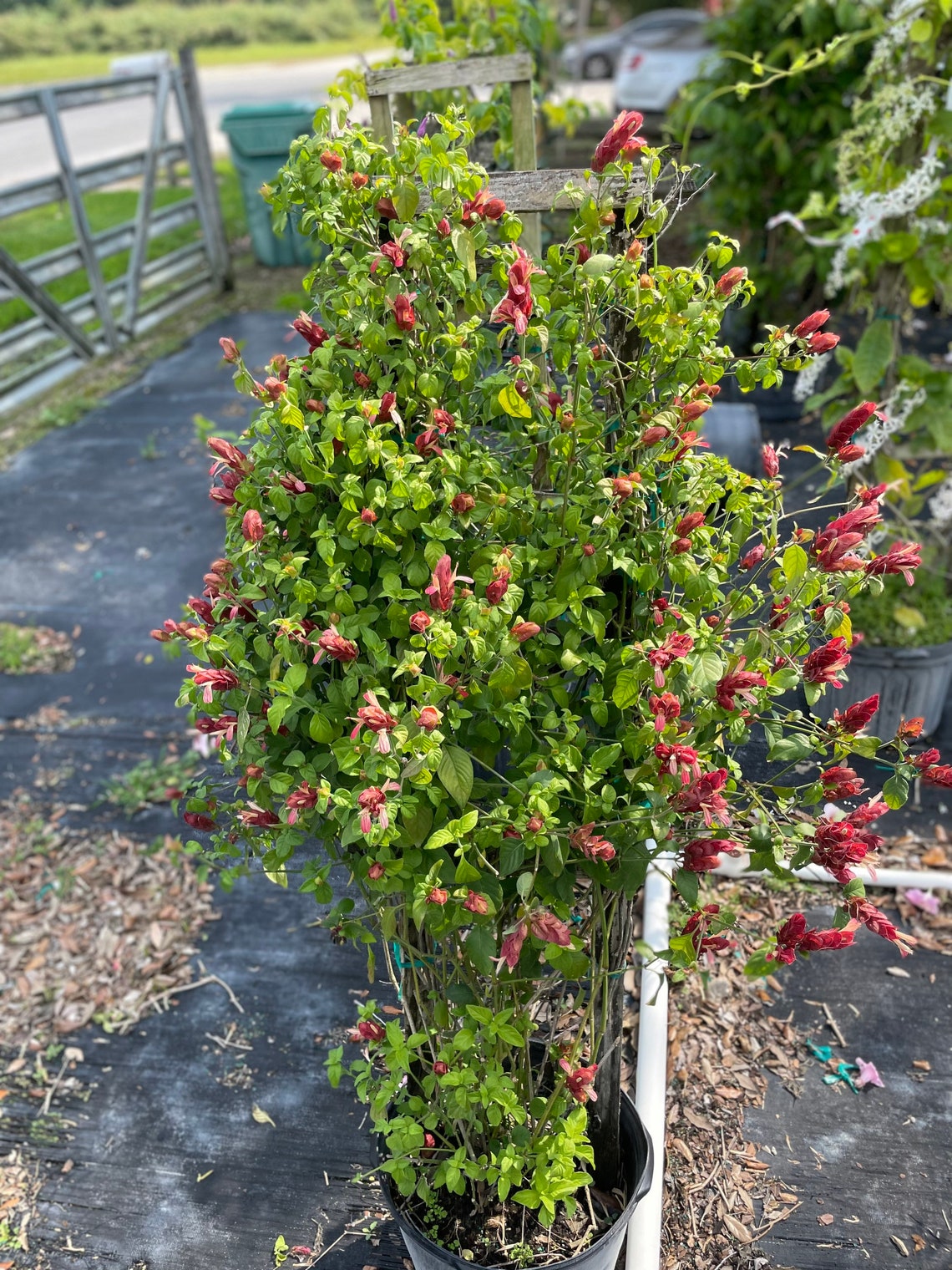 Climbing Red Shrimp Plant - Etsy