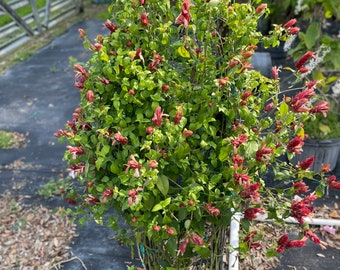 Red Shrimp Plant 1 Bare Root Rooted Cutting - Etsy