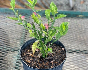 Devils Backbone Euphorbia Pedilanthus Variegata Pink Variegated Cactus ...