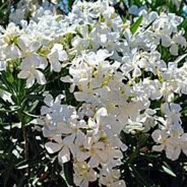 White Oleander Plant - Etsy