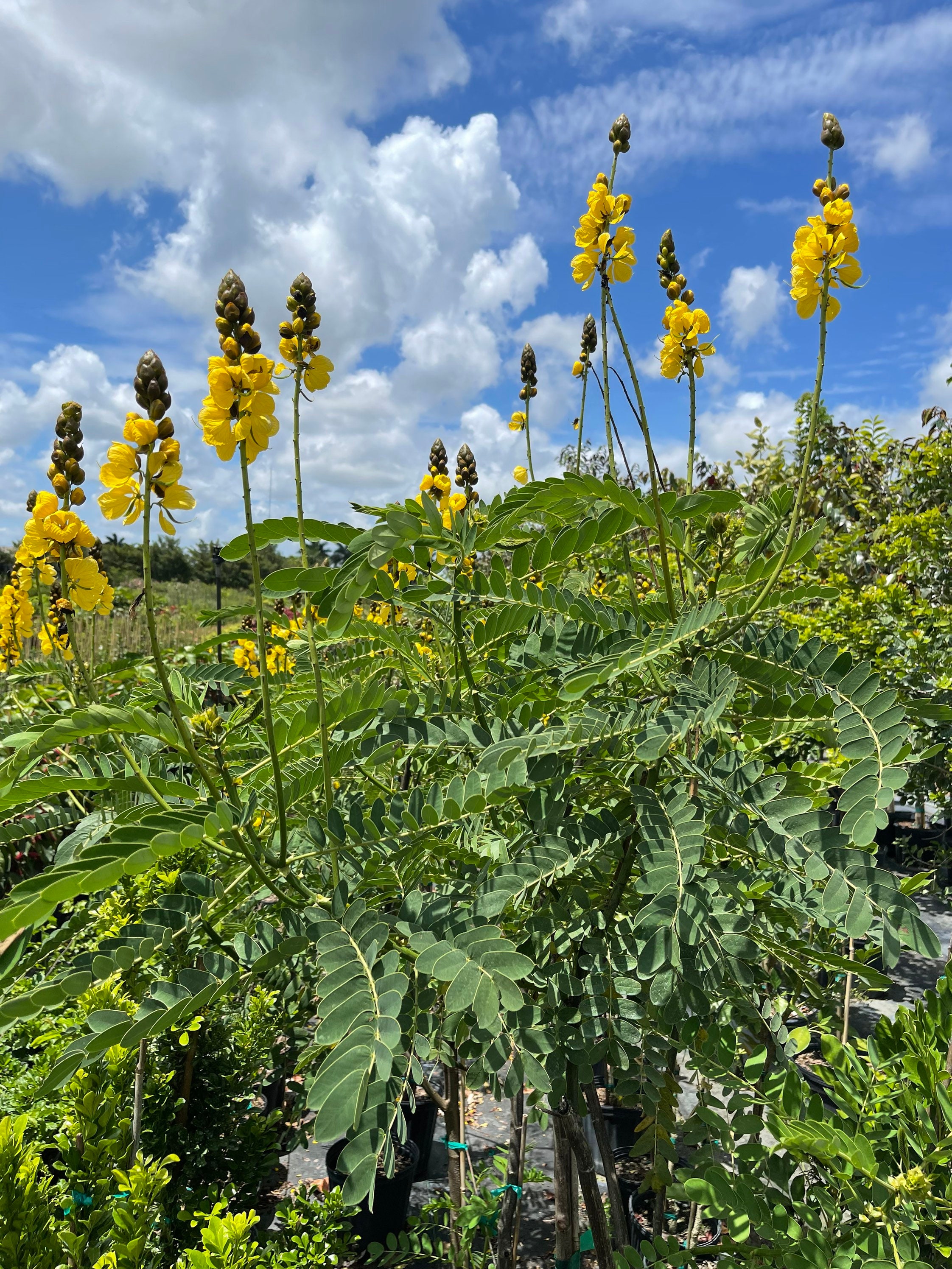 LARGE Popcorn Cassia Tree Florida Buyers Only - Etsy