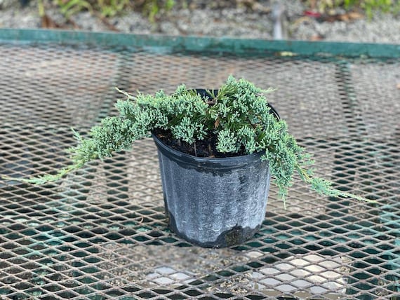 Blue Rug Juniper