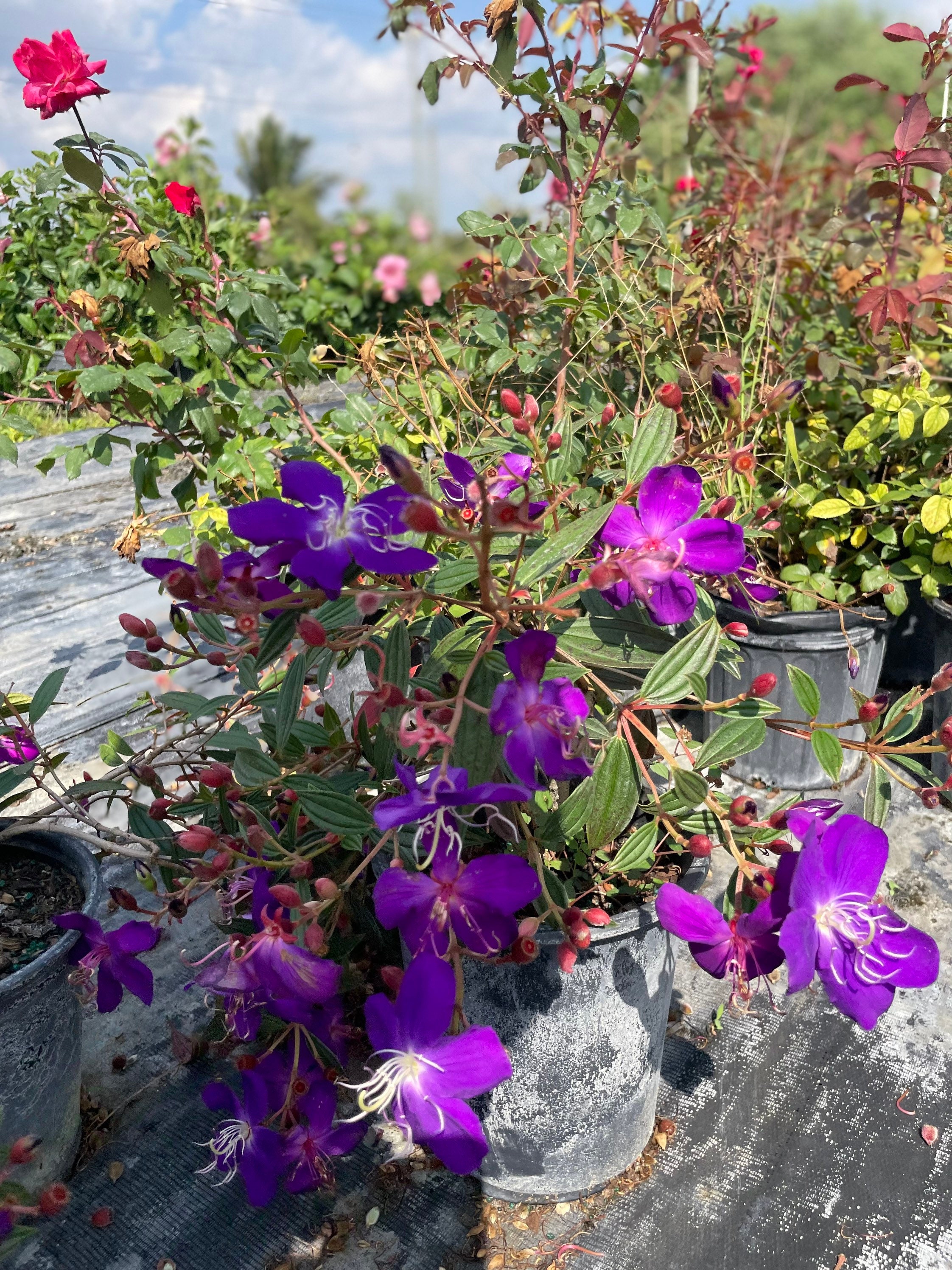 Dwarf Tibouchina (lepidota) Plant - Etsy