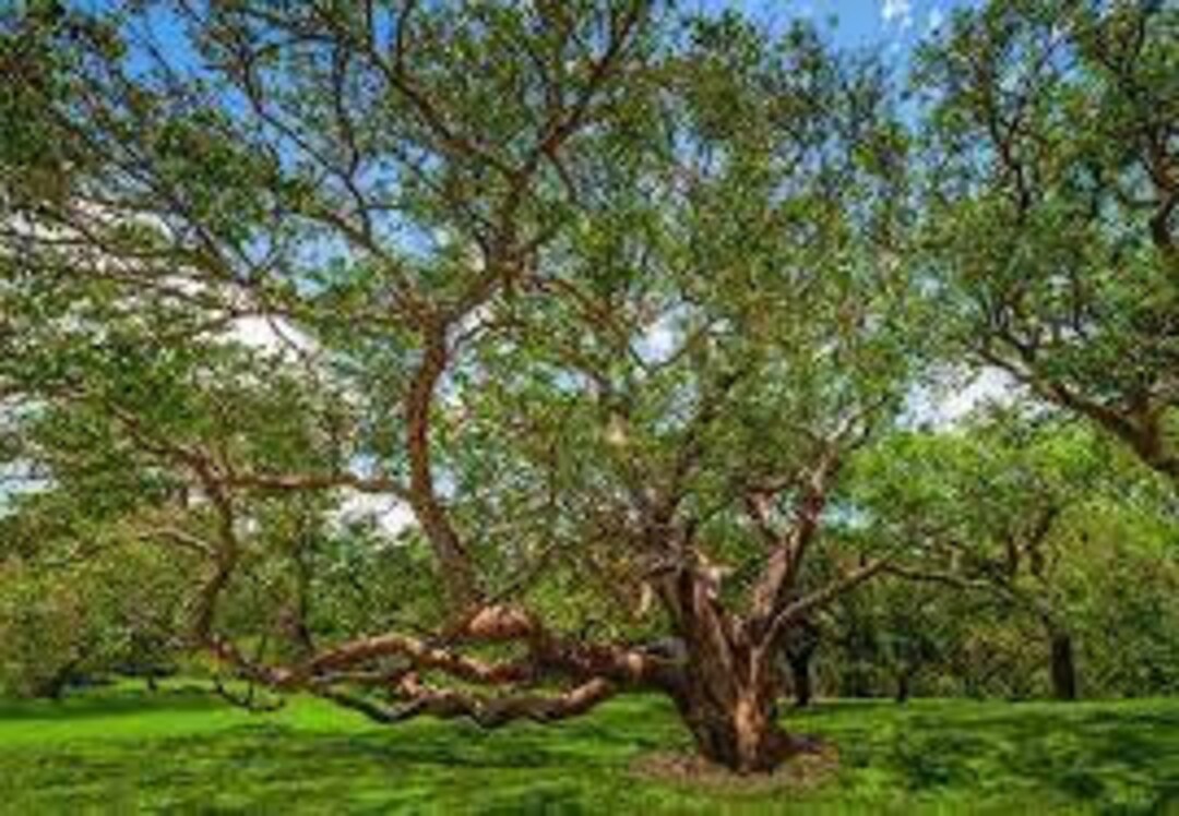 Gumbo Limbo Tree - Etsy