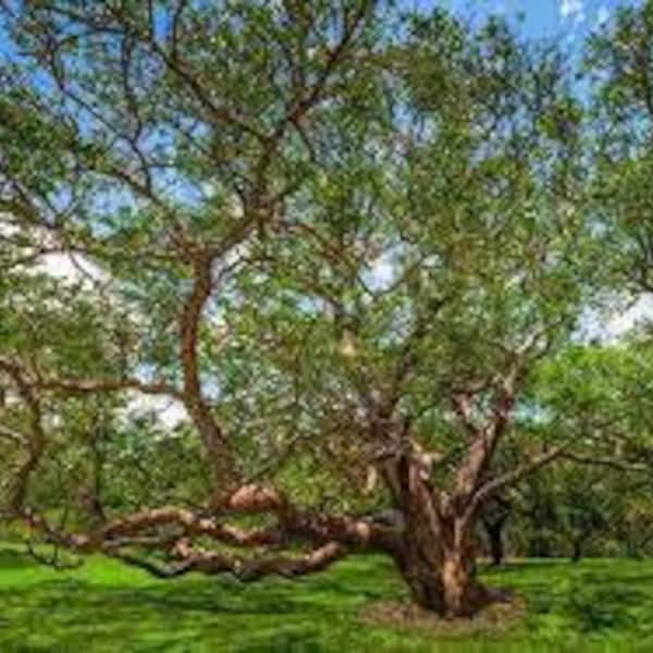 Gumbo Limbo - Etsy