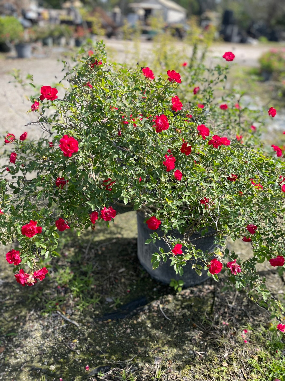 Mini Sunrosa Rose - Etsy