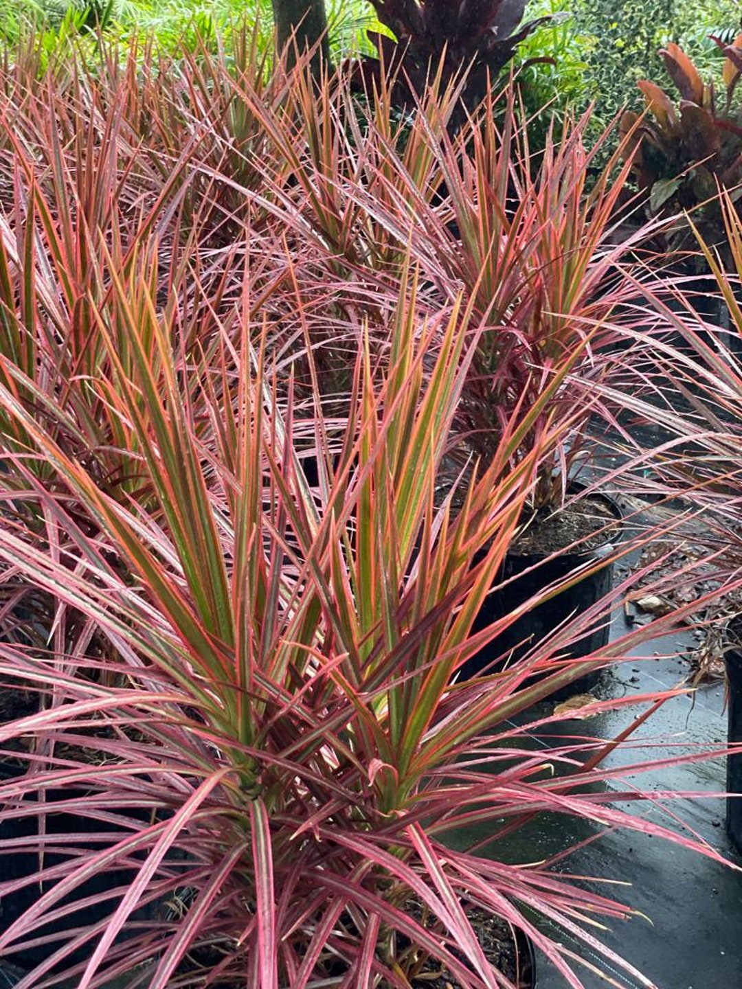 GIANT Dracaena Marginata (colorama) - Etsy