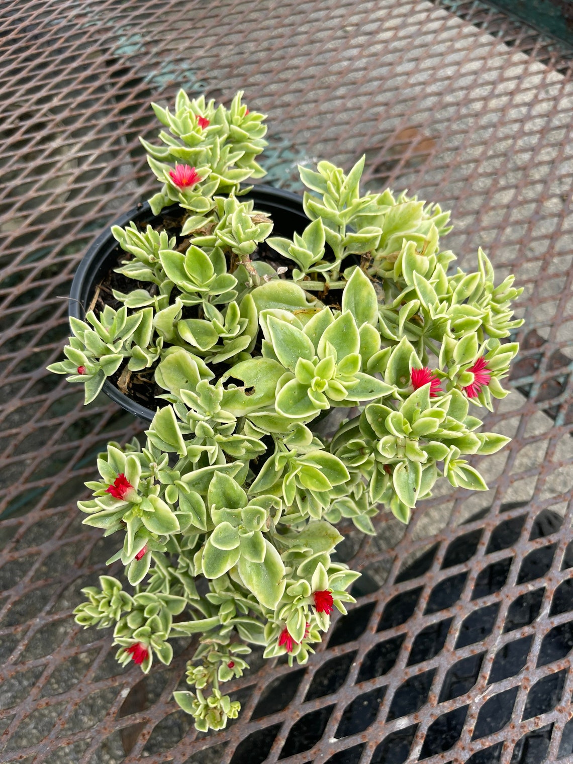 Variegated Baby Sun Rose - Etsy