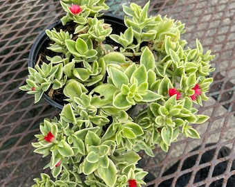 Baby Sun Rose Plant Variegated - Etsy