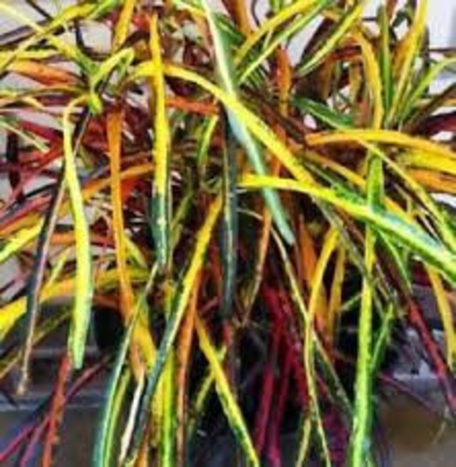 Croton Zanzibar - Etsy