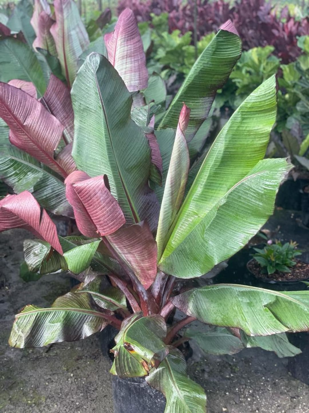 Rojo Banana Tree 2 to 3 Feet SHIPPING Included - Etsy