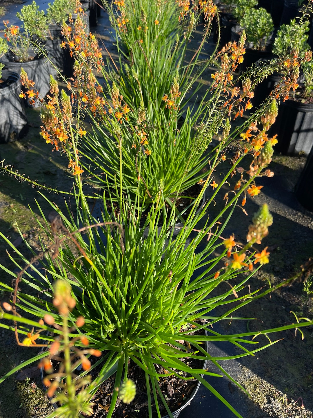 Bulbine Orange - Etsy