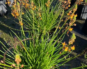 Live Orange Bulbine Plant 1 Gal Size - Etsy