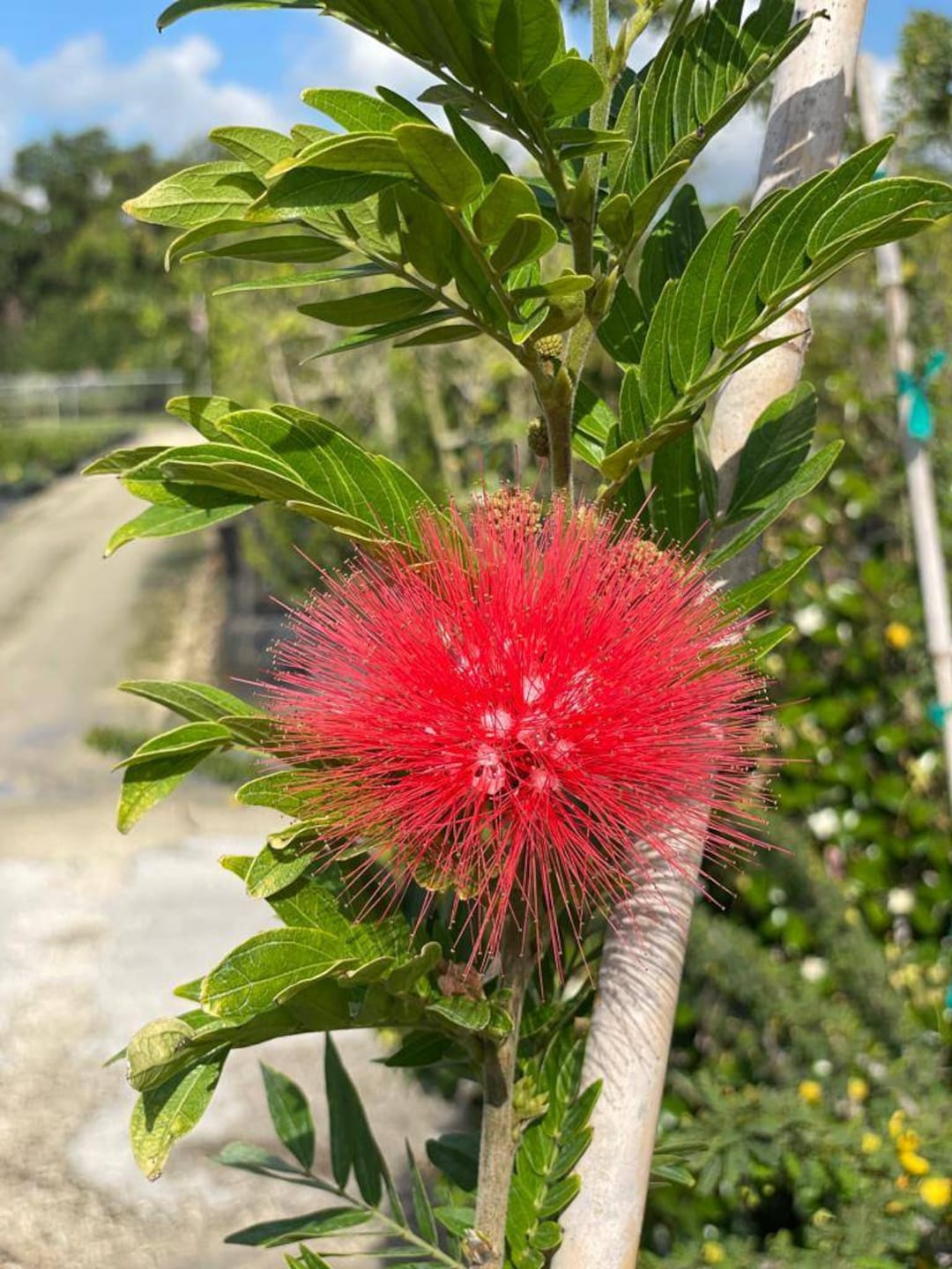Powder puff shrub store