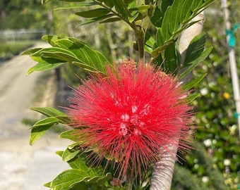 Calliandra Haematocephala / Live Plant / Pink Powder Puff Tree / 1 ...