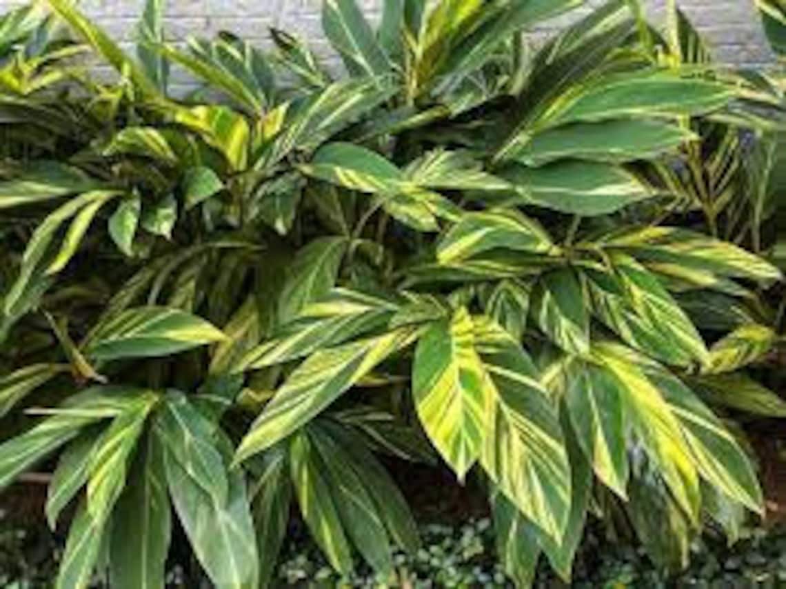 Variegated Ginger alpinia Zerumbet Variegata - Etsy