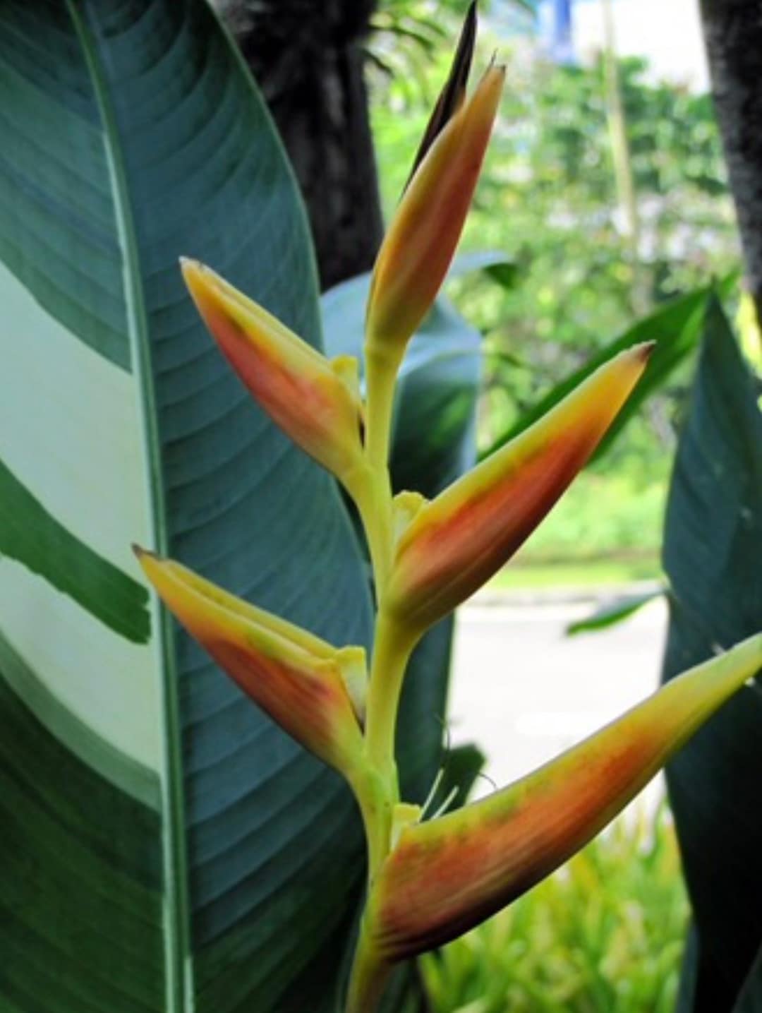 Heliconia Variegated Nickerensis Potted Plant - Etsy