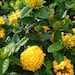 Maui Yellow Ixora - Etsy