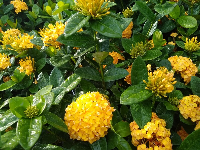 Maui Yellow Ixora | Etsy