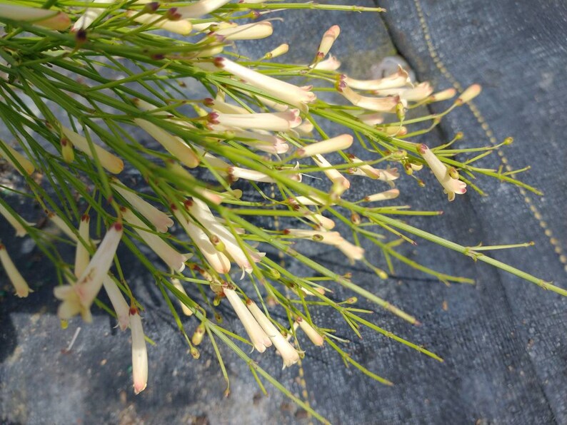 10 White Firecracker Plants free Shipping - Etsy