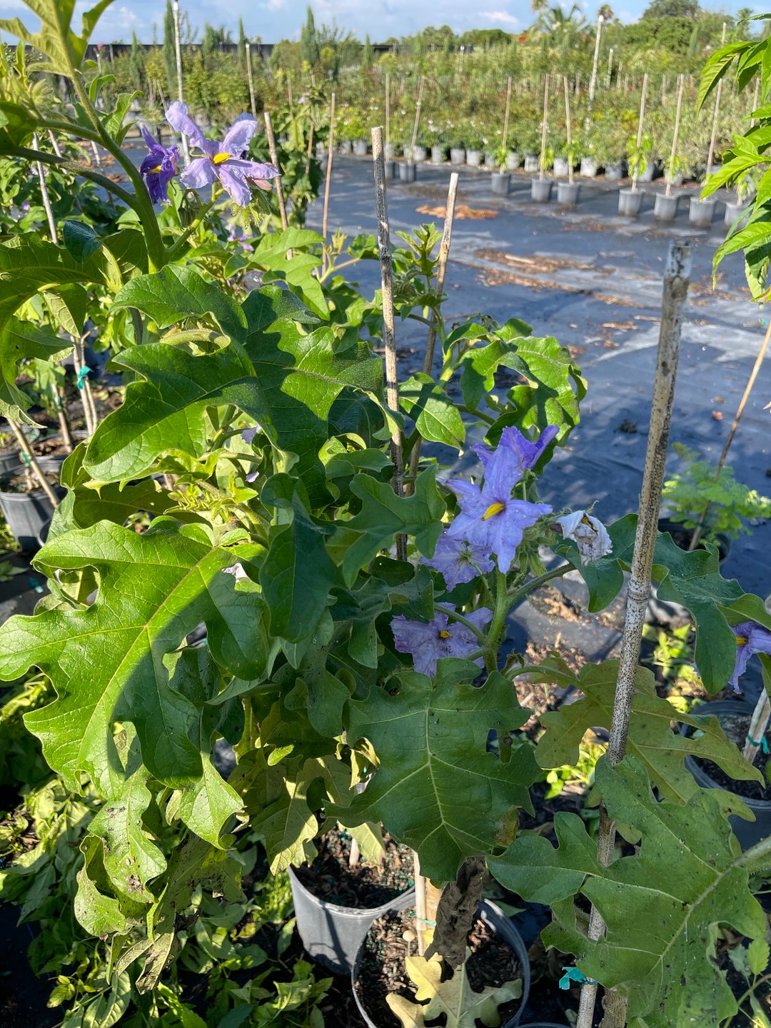 Solanum Blue Star Potato Tree - Etsy