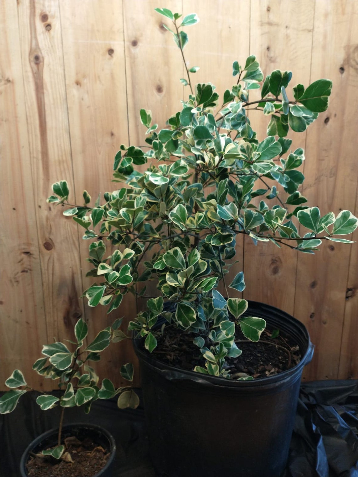 Variegated Ficus Triangularis - Etsy